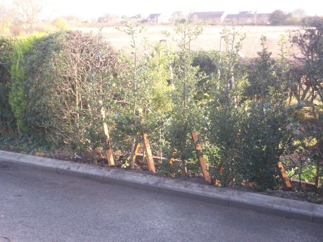 Hedges | Acme Tree Services