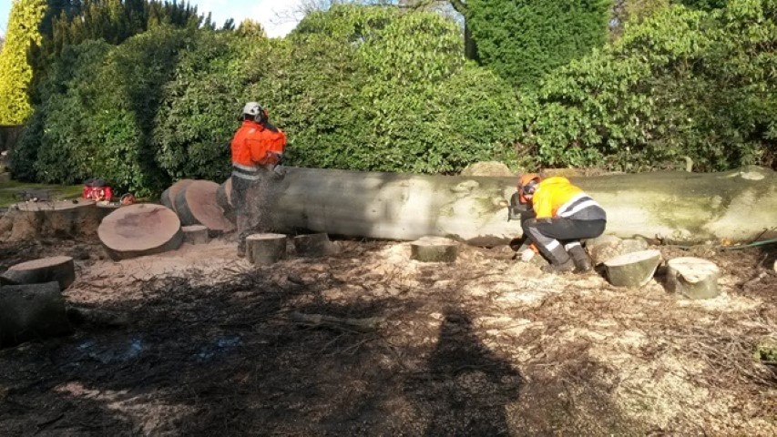 Tree Surgery | Acme Tree Services